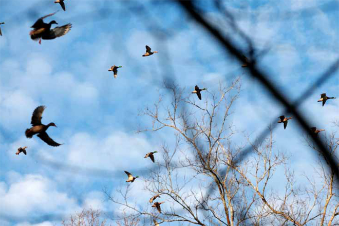 Prairie Wings Hunting Property Brings In High Price
