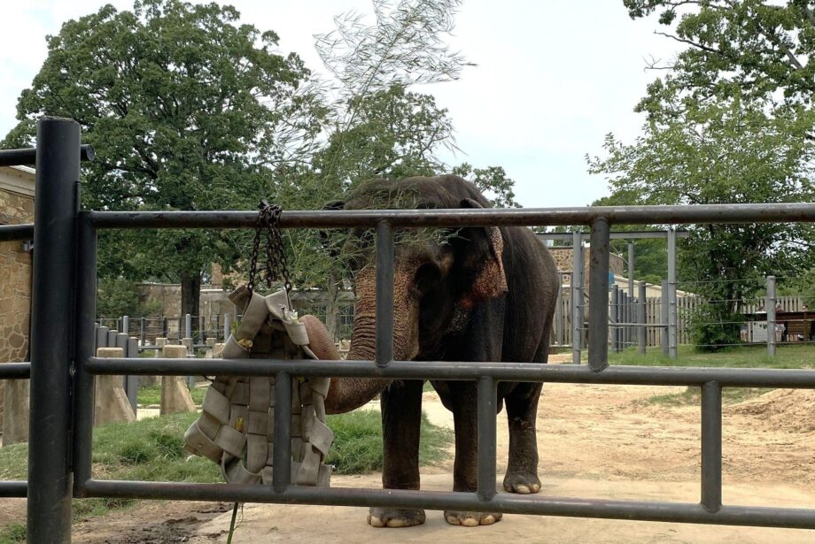 Lyon College Partners with Little Rock Zoo for Animal Enrichment Course