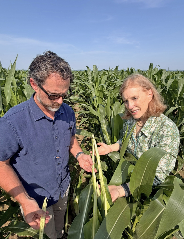Northeast Arkansas Farmers Are Growing Corn That Could Replace Sugar