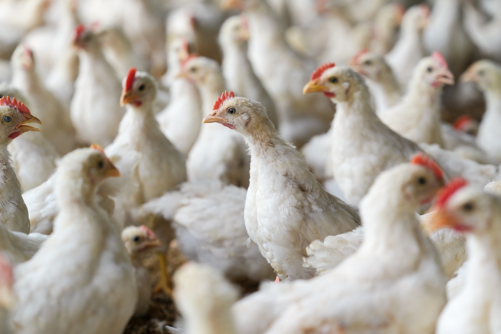 📈 Interactive Data Briefing: Broiler Production Grows in March